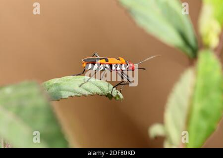 Red Cotton Stainer Bug (Dysdercus cingulatus) in Spiny Forest Reserve ...