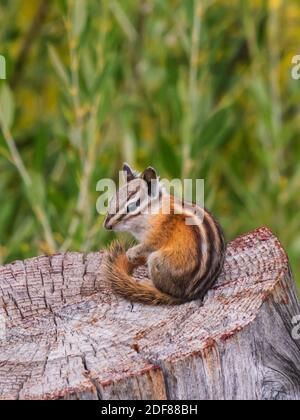 Yellow-Pine Chipmunk (Tamias amoenus) on log Stock Photo - Alamy