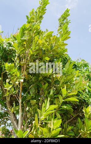Spices, pimento plant (pimenta dioica), india Stock Photo - Alamy