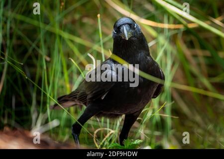 Australian black raven (Torresian crow) on beach in Noosa National Park ...