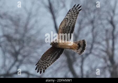 Male Northern Harrier Hawk aka Gray Ghost Stock Photo - Alamy