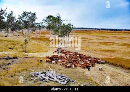 MUSTERING CATTLE BY HELICOPTER Stock Photo - Alamy