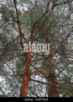 The trunk of a large mahogany. A large conifer tree in the forest, with ...