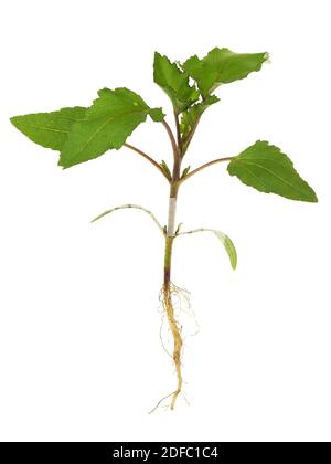 Rough cocklebur plant isolated on white Stock Photo - Alamy