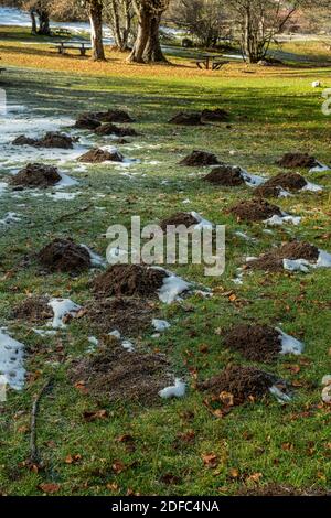 Green field with moles burrows. Abruzzo, Italy, Europe Stock Photo - Alamy