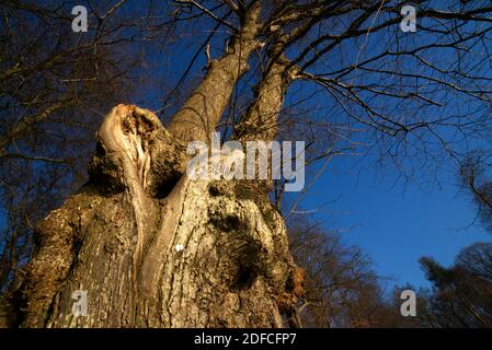 Callendar Wood - Forestry and Land Scotland. Callendar Woods are part ...