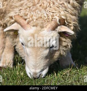 Rare breed Portland sheep and lamb at Calke Abbey, Derbyshire, England ...
