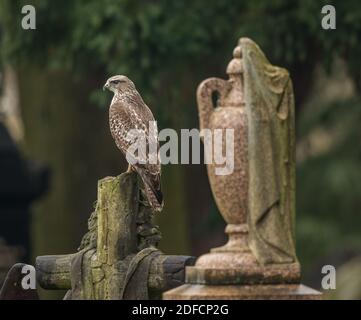 Buzzard in cemetery Stock Photo - Alamy