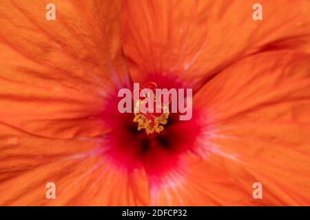 Joba or pink hibiscus rosa flower bloomed in the home garden Stock ...