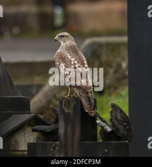 Buzzard in cemetery Stock Photo - Alamy