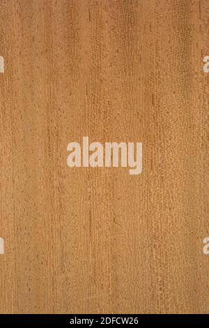 IROKO, MILICIA EXCELSA Stock Photo - Alamy