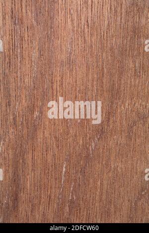 RED MERANTI, SHOREA SPP Stock Photo - Alamy