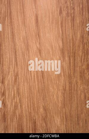 IROKO, MILICIA EXCELSA Stock Photo - Alamy