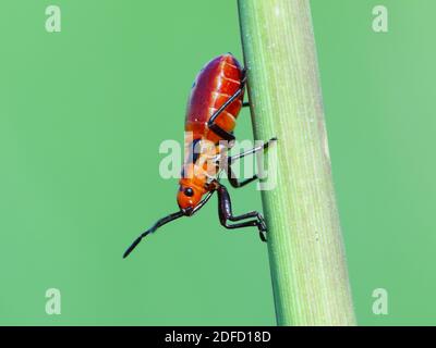 Insect activity in daily life Stock Photo - Alamy