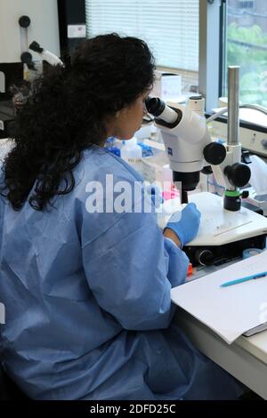 Post-baccalaureate fellow in the NIAID Laboratory of Malaria and Vector ...
