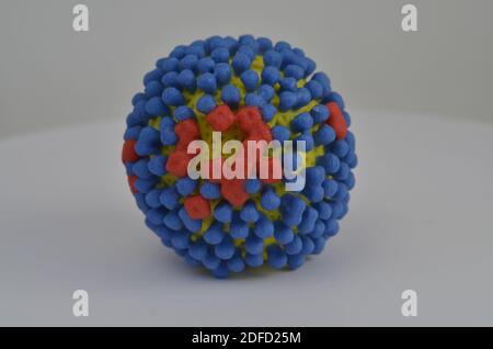 Human cells infected with influenza virus, coloured scanning electron ...