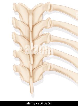Illustration of the vertebral joints. This posterior view illustration ...