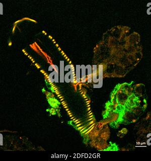 This confocal microscope image shows a cross section of a tick salivary ...