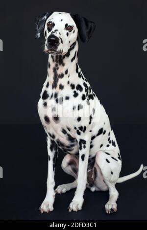 Beautiful Dalmatian, a dog with beautiful black spots in a park in ...