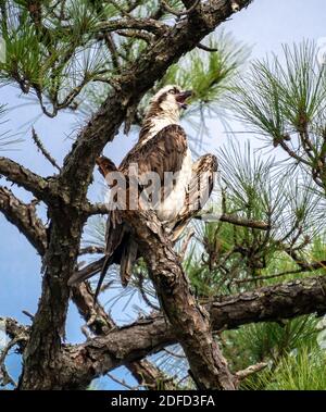 Osprey calling while perched up high on a pine tree branch Stock Photo ...