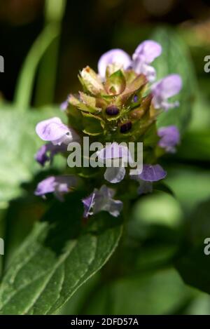 Prunella vulgaris leaves and purple inflorescence Stock Photo - Alamy