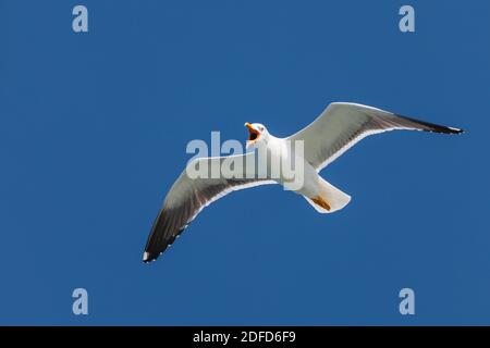 Flying seagull in front of deep blue sky Stock Photo - Alamy