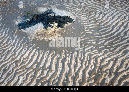 Chalk outcrops and seaweed with sand patterns Stock Photo - Alamy