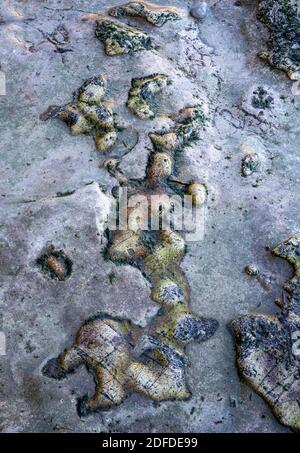 Stone inclusions in chalk beach Stock Photo - Alamy