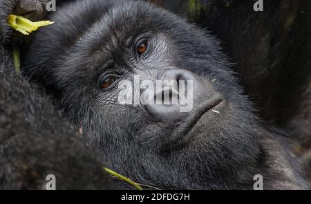 Guhonda Silverback Gorilla full-size photograph in Virunga National ...