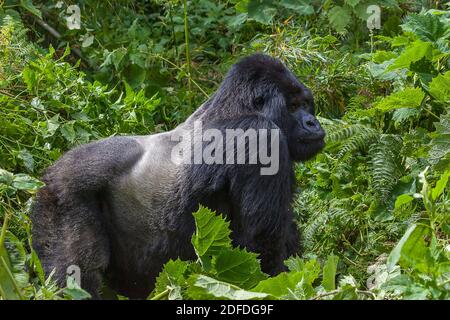 Guhonda Silverback Gorilla full-size photograph in Virunga National ...