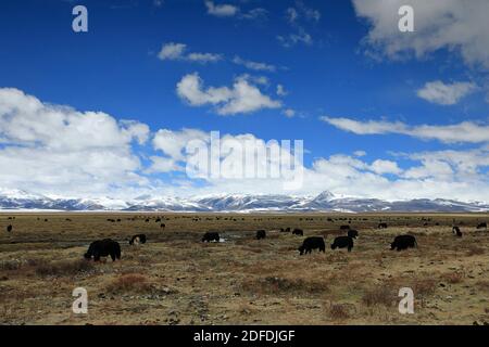 Litang County Sichuan Scenery Stock Photo - Alamy