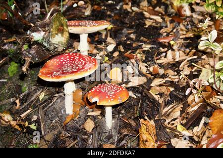 High angle shot of fly agarics in the forest Stock Photo - Alamy