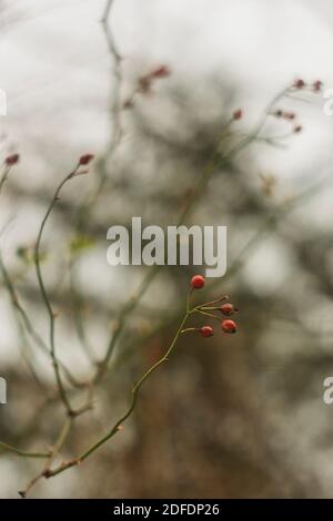 Close up vertical image of the red tail light and exhaust pipes of a ...