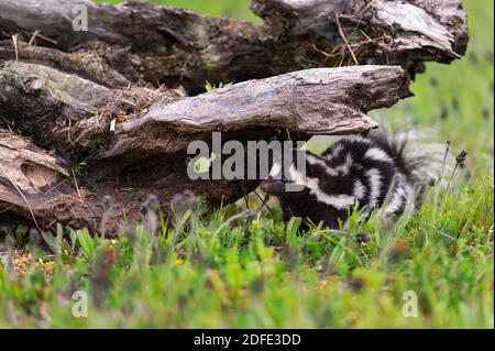 Eastern Spotted Skunk (Spilogale putorius) Looks Left in Grass Summer ...