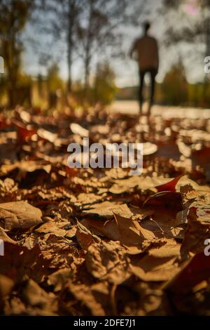 A closeup of trees with colorful leaves during autumn season Stock ...