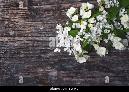 Beautiful jasmine flowers and greeting card for Women's History Month ...