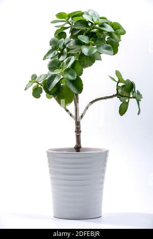 A closeup shot of Flaming Katy Kalanchoe blossoms isolated on a black ...