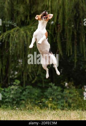 Funny jump of cute flying Jack Russell Terrier dog Stock Photo - Alamy