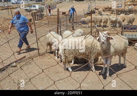 market in Algiers, Algeria Stock Photo - Alamy