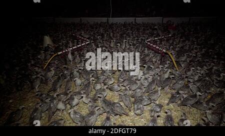 Hand out screen grabs from a new shocking video unveiled by French ...