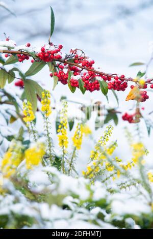 Winter berries covered with snow on a tree Stock Photo - Alamy