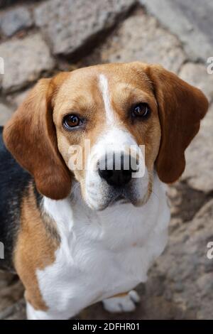 Cute beagle portrait Stock Photo - Alamy