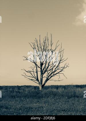 Dead withered tree in the field Stock Photo - Alamy