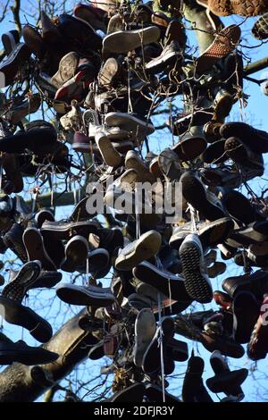 The Shoe Tree Of Heaton Park Newcastle Stock Photo - Alamy