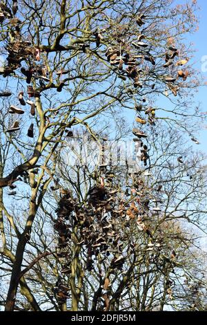 The Shoe Tree Of Heaton Park Newcastle Stock Photo - Alamy