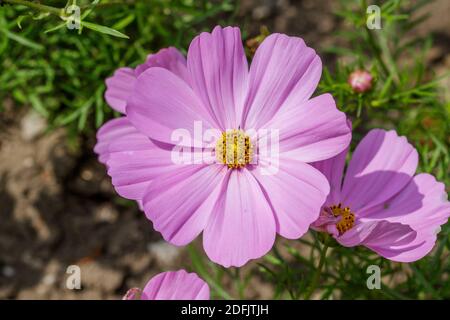 Schmuckkörbchen (Cosmos bipinnatus Stock Photo - Alamy