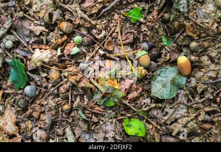 A top view of acorns and dried branches on the ground in a forest Stock ...