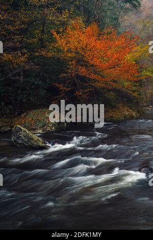 Autumn foliage along the Little River, Great Smoky Mountains National ...
