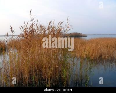 Lake Velence, Velencei-tó, Welenzer See, Fejér county, Hungary ...