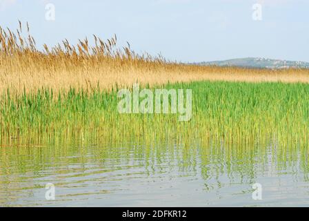Lake Velence, Velencei-tó, Welenzer See, Fejér county, Hungary ...